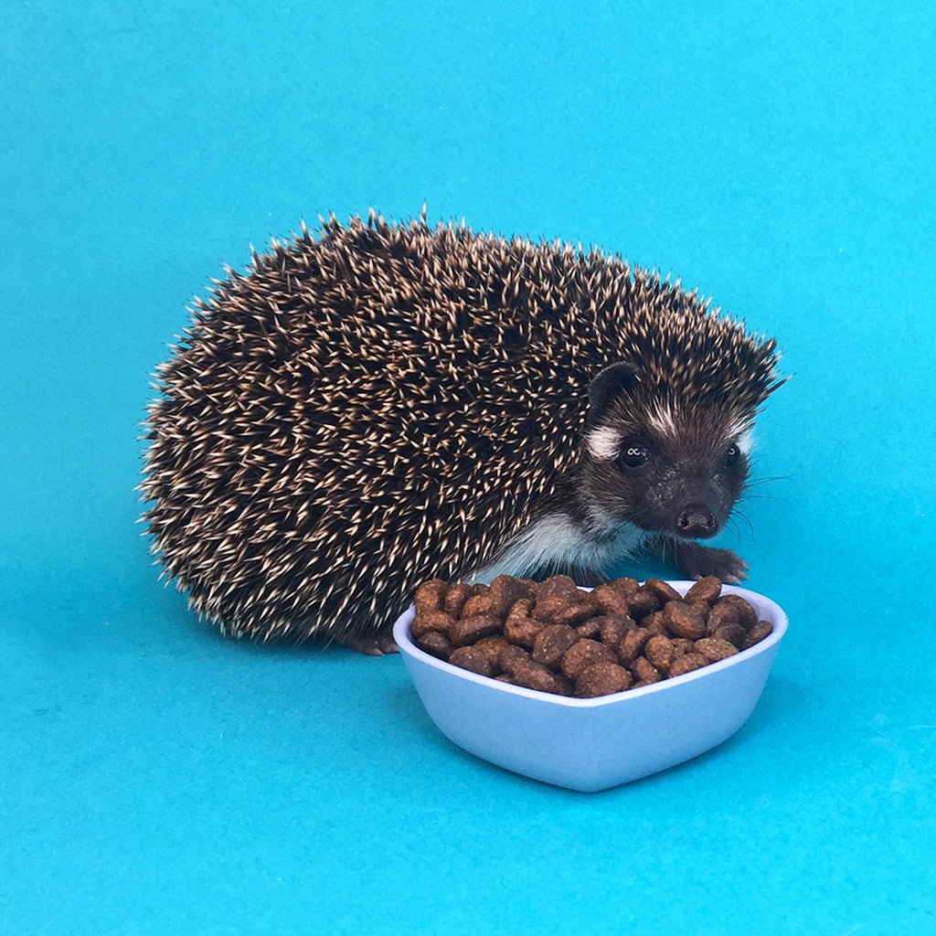 Sample - Really Good Hedgehog Food – Hedgehogs and Friends